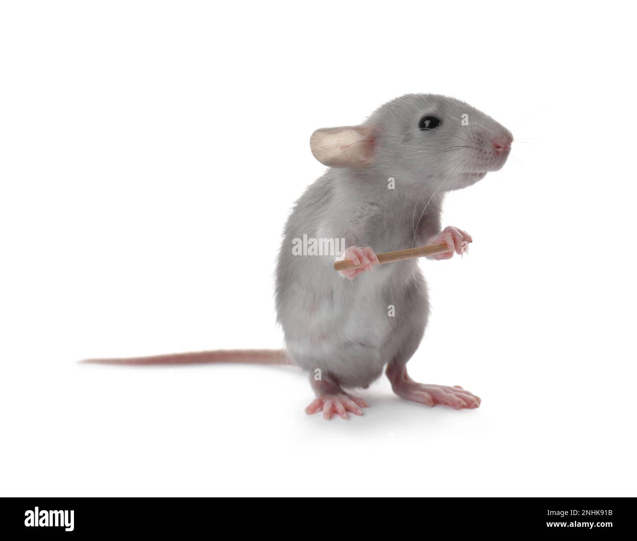 Small fluffy grey rat holding toothpick on white background Stock Photo ...