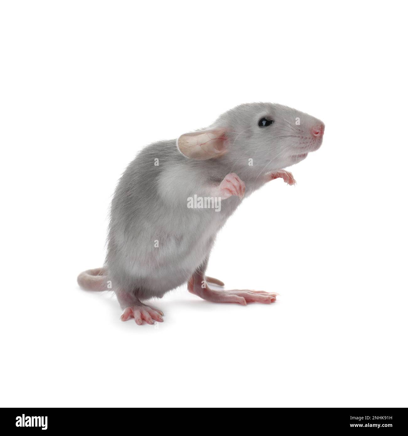 Small fluffy grey rat on white background Stock Photo - Alamy