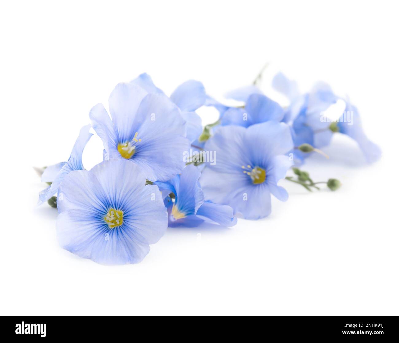 Beautiful blooming flax flowers on white background Stock Photo - Alamy