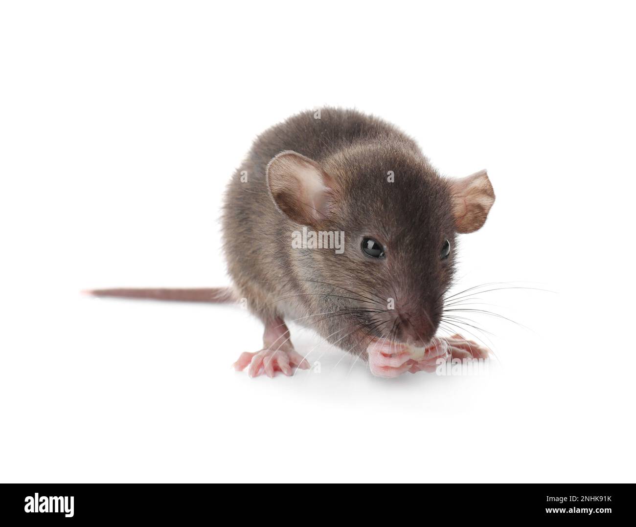 Small brown rat eating piece of cheese on white background Stock Photo ...