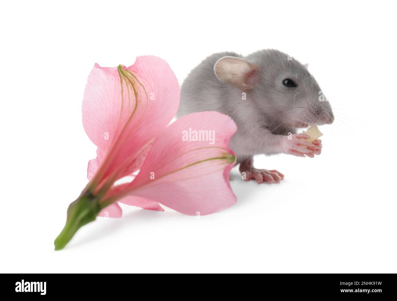 Small grey rat with piece of cheese and flower on white background ...