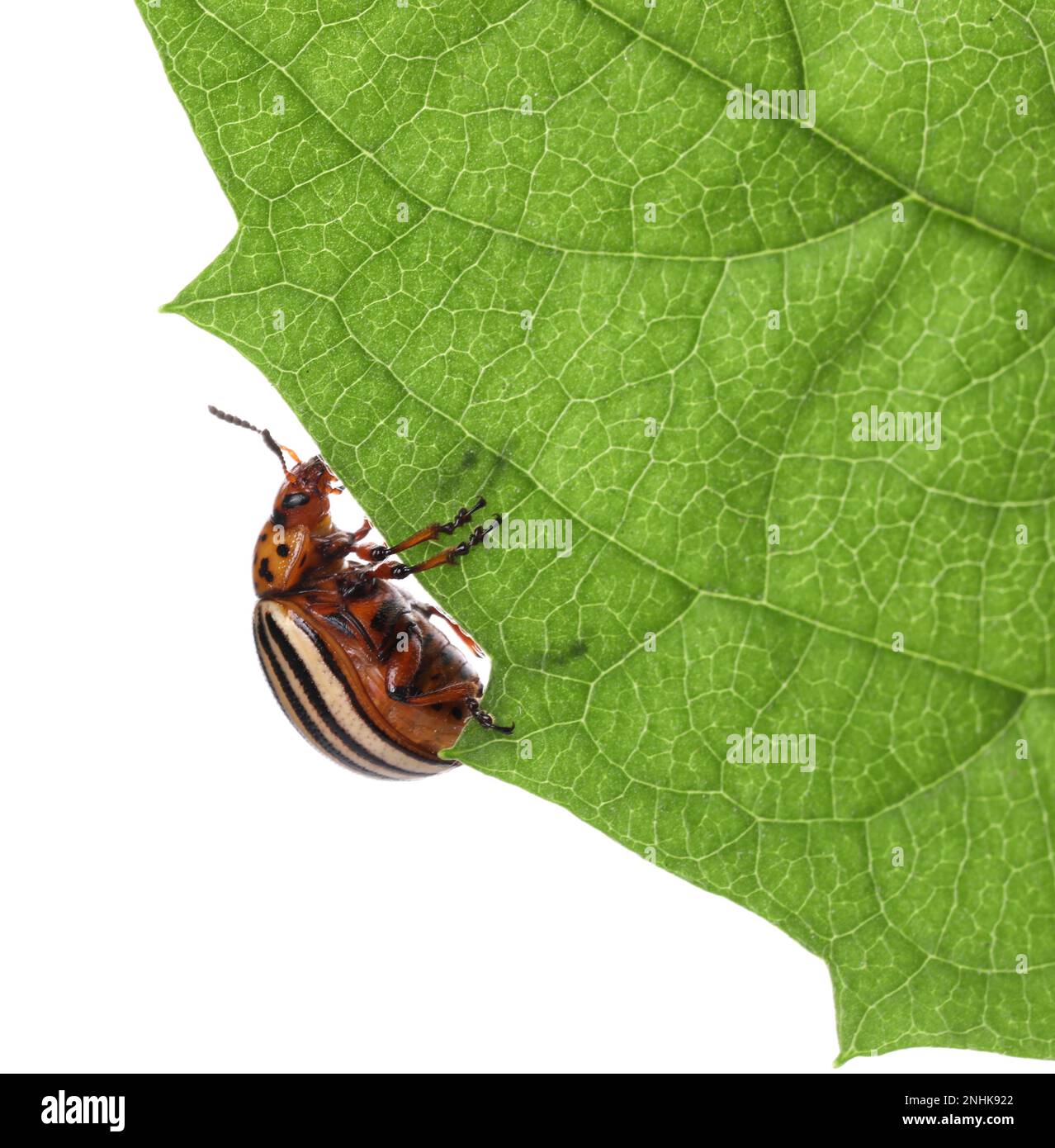 Colorado potato beetle on green leaf against white background Stock ...