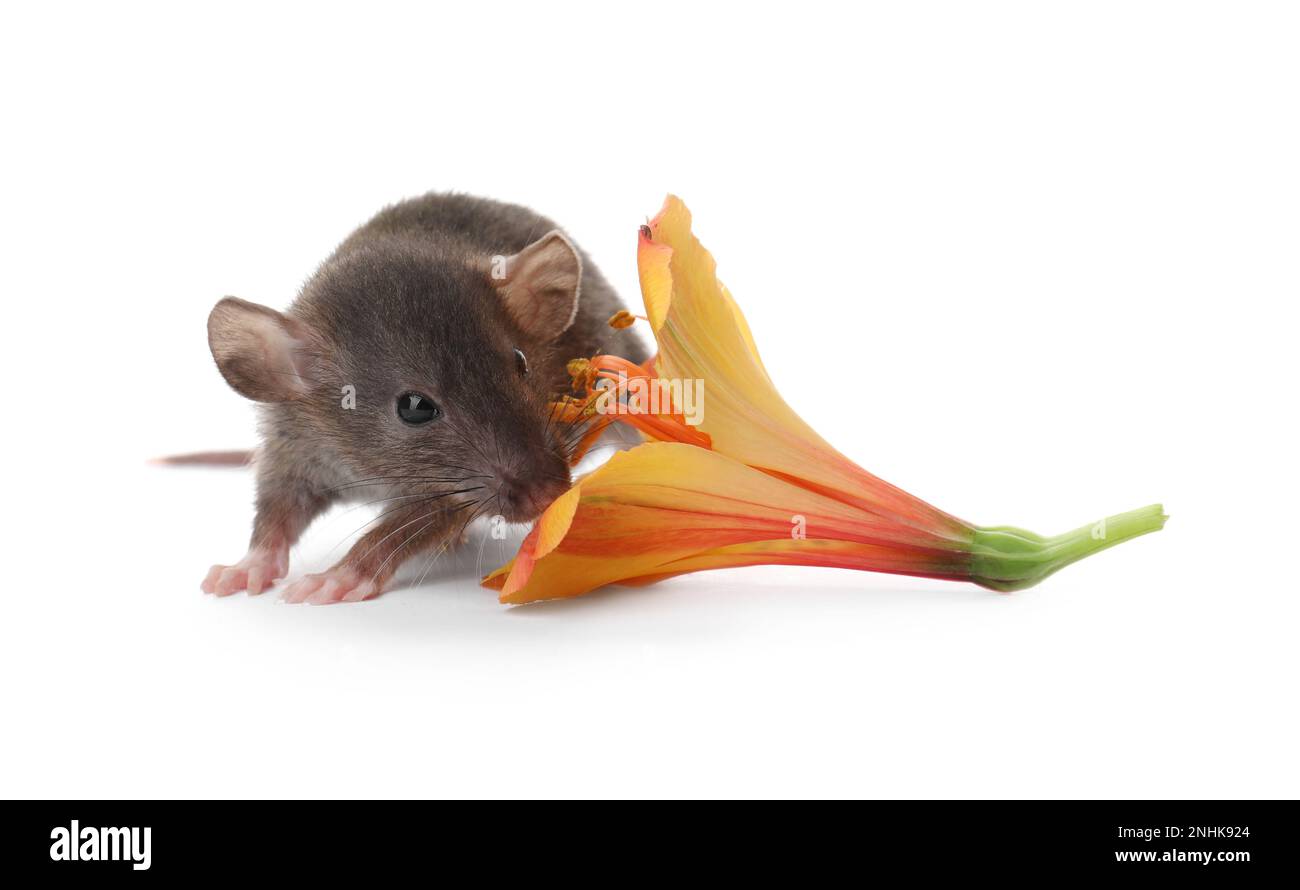 Small brown rat with flower on white background Stock Photo - Alamy