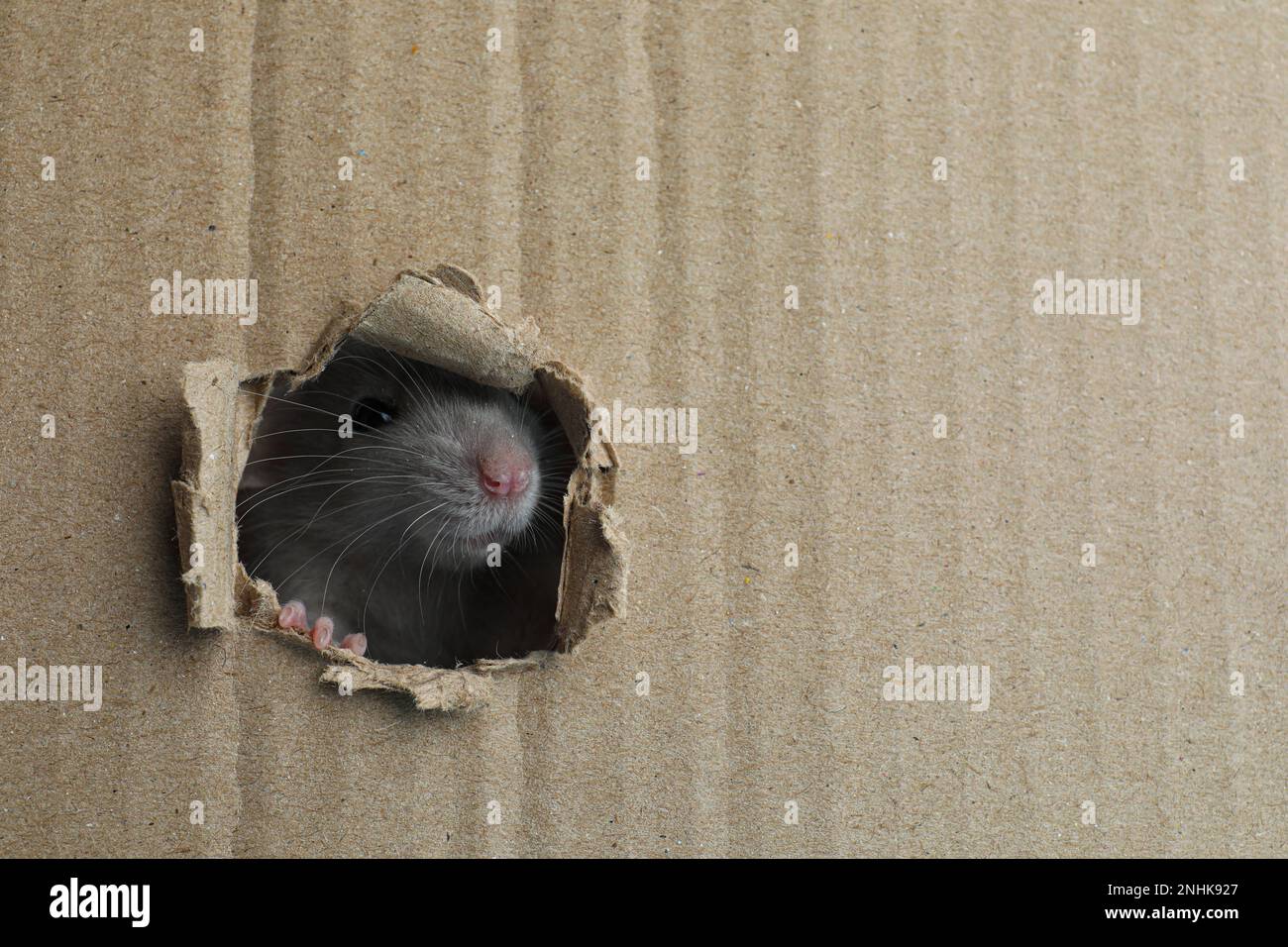 Cute rat looking through hole in cardboard sheet. Space for text Stock ...