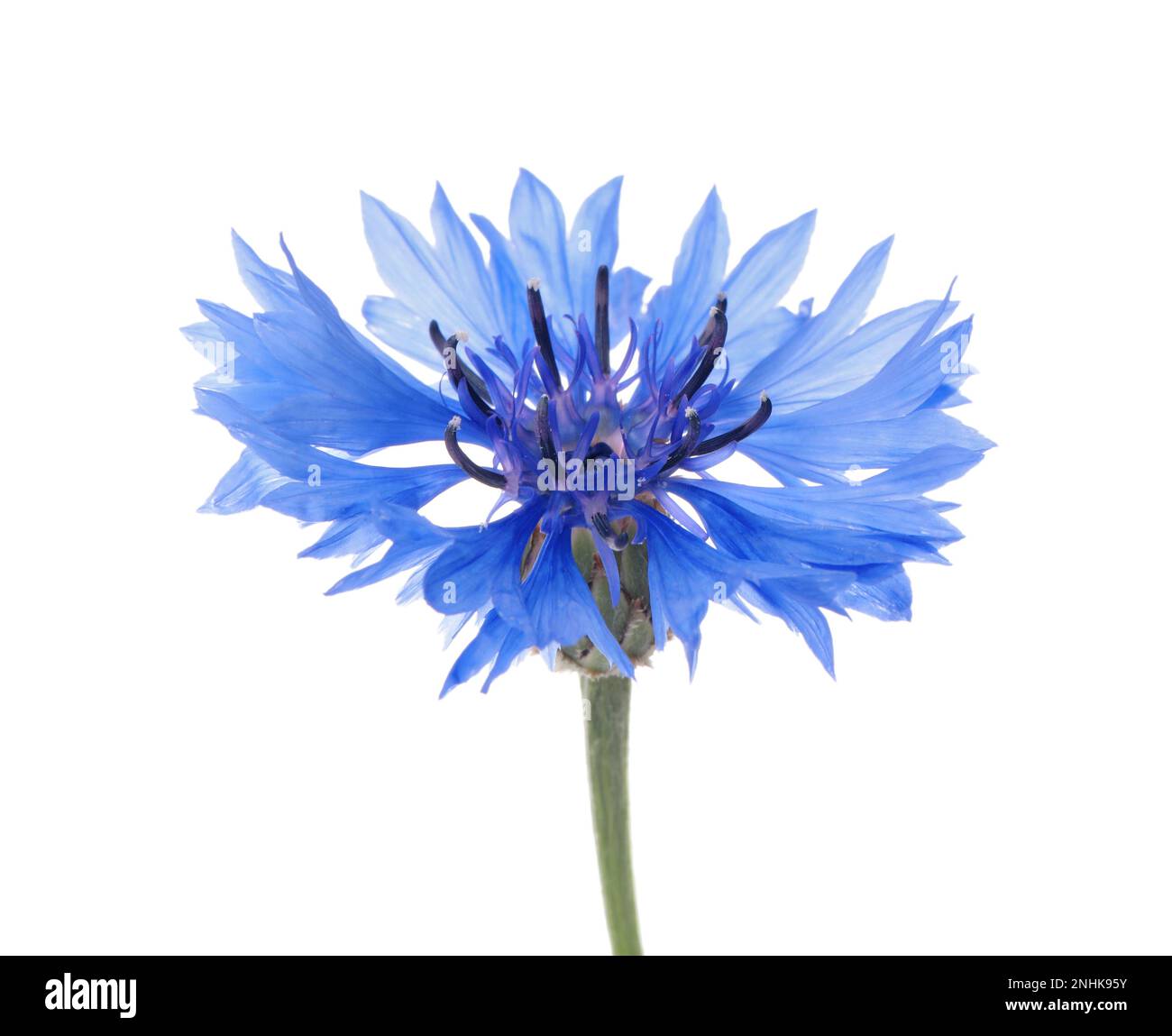 Beautiful light blue cornflower plant isolated on white Stock Photo - Alamy