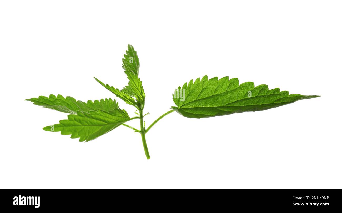 Fresh stinging nettle plant on white background Stock Photo - Alamy