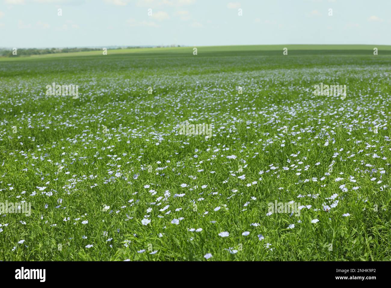Flaxseed field hi-res stock photography and images - Alamy