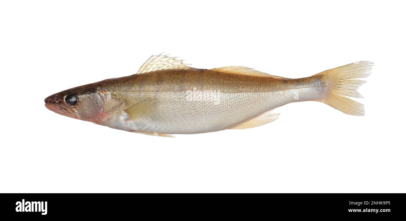 Fresh raw pike perch isolated on white. River fish Stock Photo - Alamy