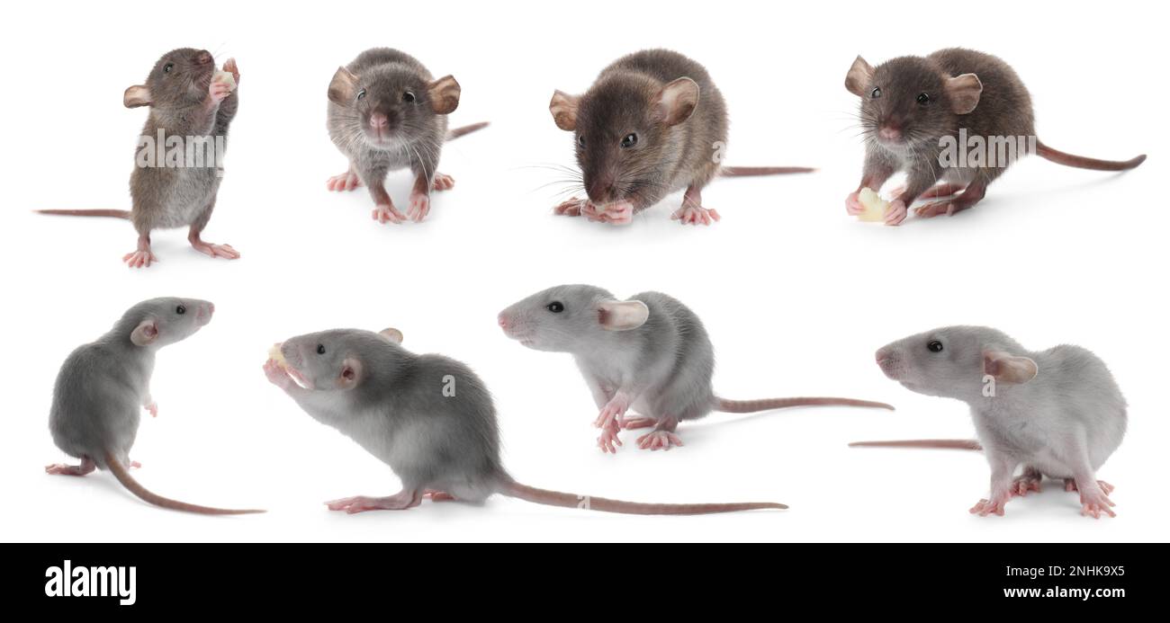 Set of cute little rats on white background. Banner design Stock Photo ...