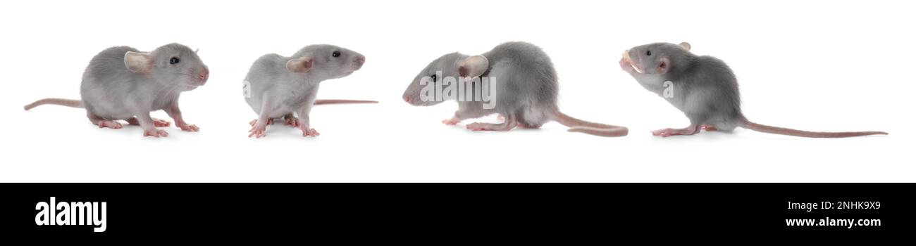 Set of cute little rats on white background. Banner design Stock Photo ...