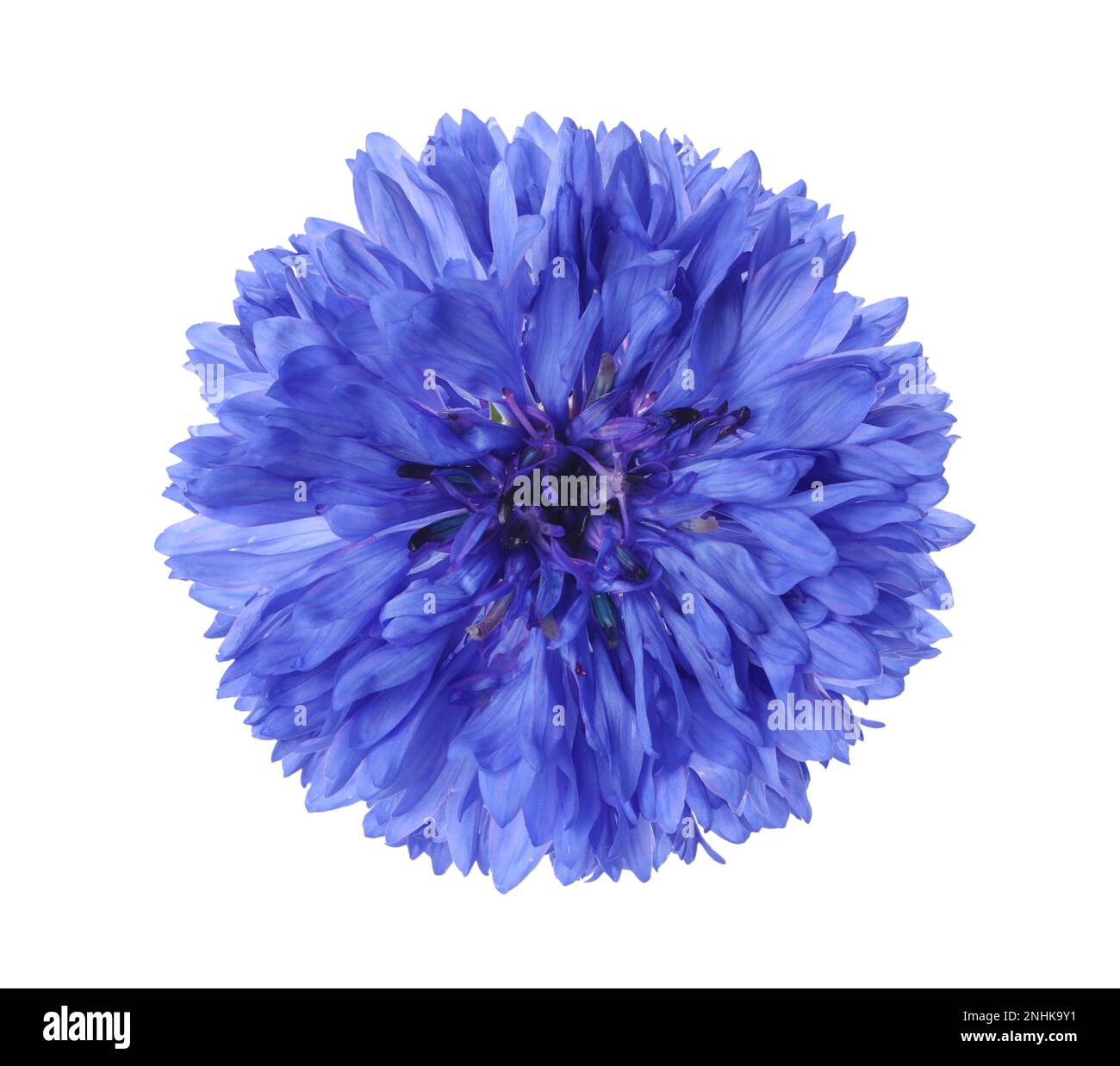 Beautiful tender blue cornflower isolated on white Stock Photo - Alamy