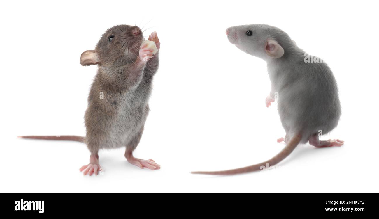 Cute little rats on white background, collage. Banner design Stock ...