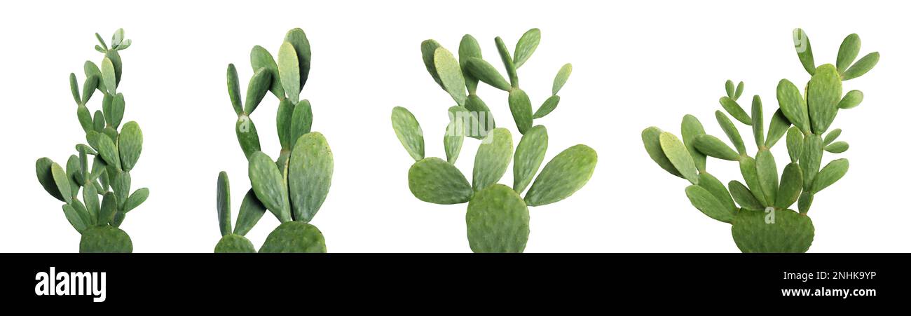 Set with beautiful cactuses on white background. Banner design Stock ...