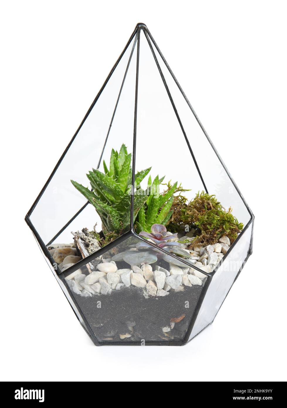 Glass florarium vase with succulents isolated on white Stock Photo - Alamy