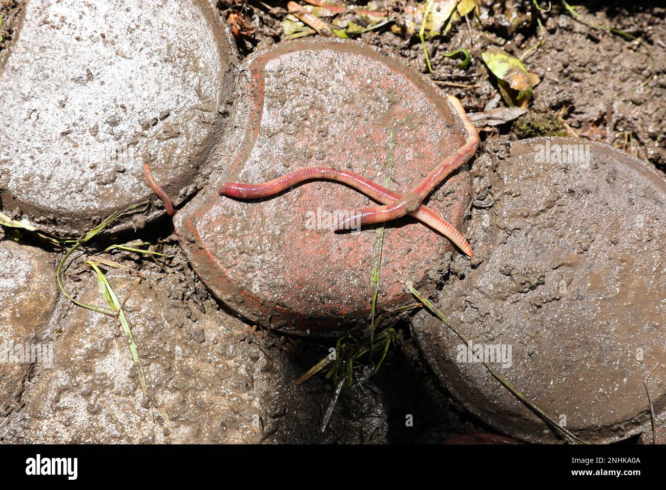 Earthworms in dirt on wet pavement outdoors, top view Stock Photo - Alamy