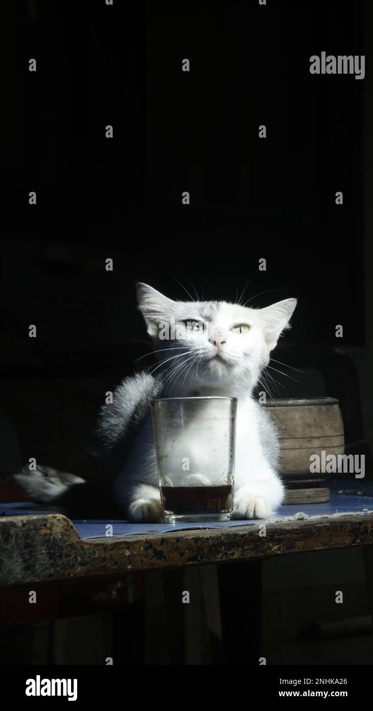 Kucing lari hi-res stock photography and images - Alamy