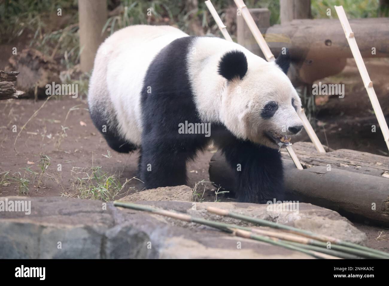 Female giant panda Xiang Xiang is pictured at the Ueno Zoological ...