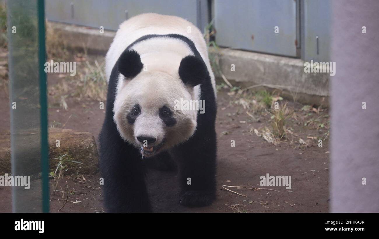 Female giant panda Xiang Xiang is pictured at the Ueno Zoological ...