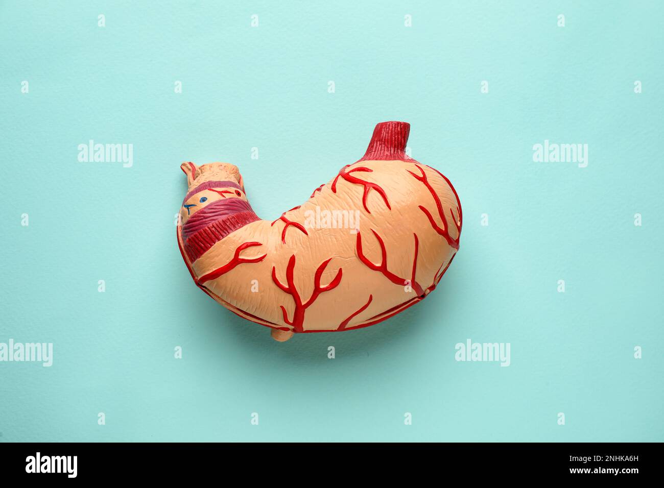 Anatomical model of stomach on turquoise background, top view ...