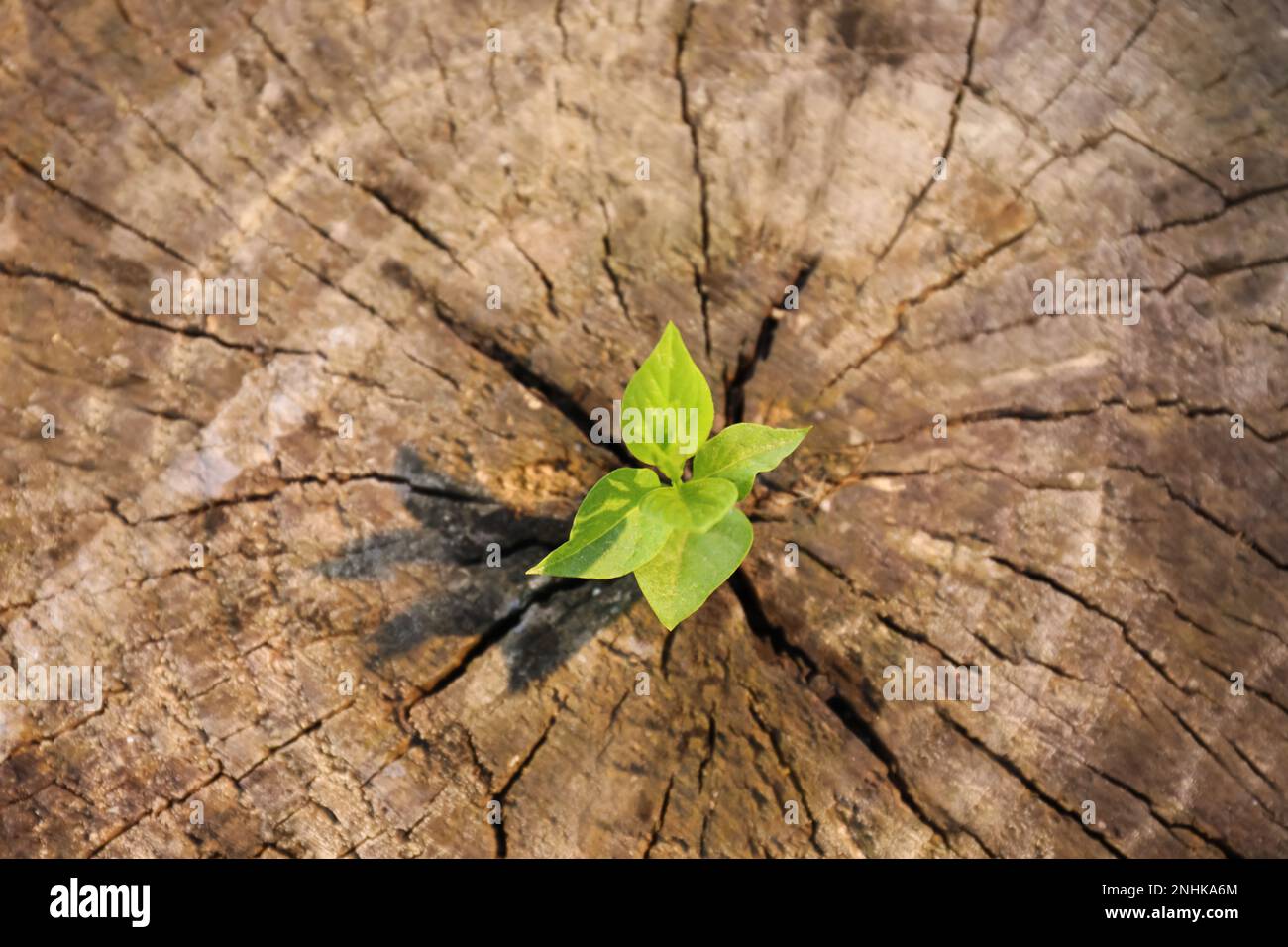 Young green seedling growing out of tree stump, top view. New life ...