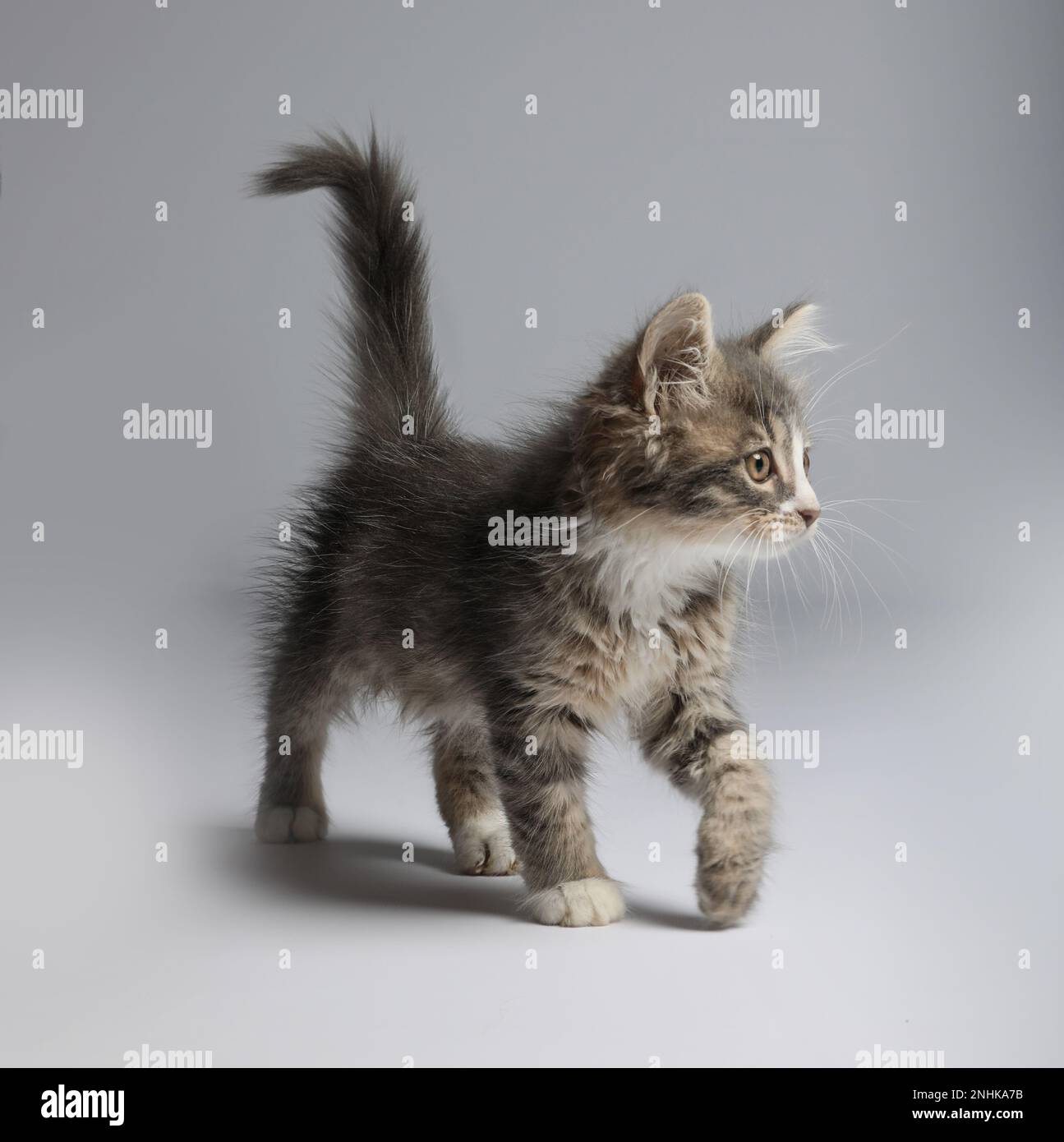 Cute fluffy kitten on white background. Baby animal Stock Photo - Alamy