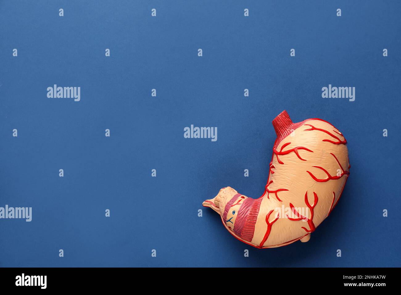 Anatomical model of stomach on blue background, top view with space for ...