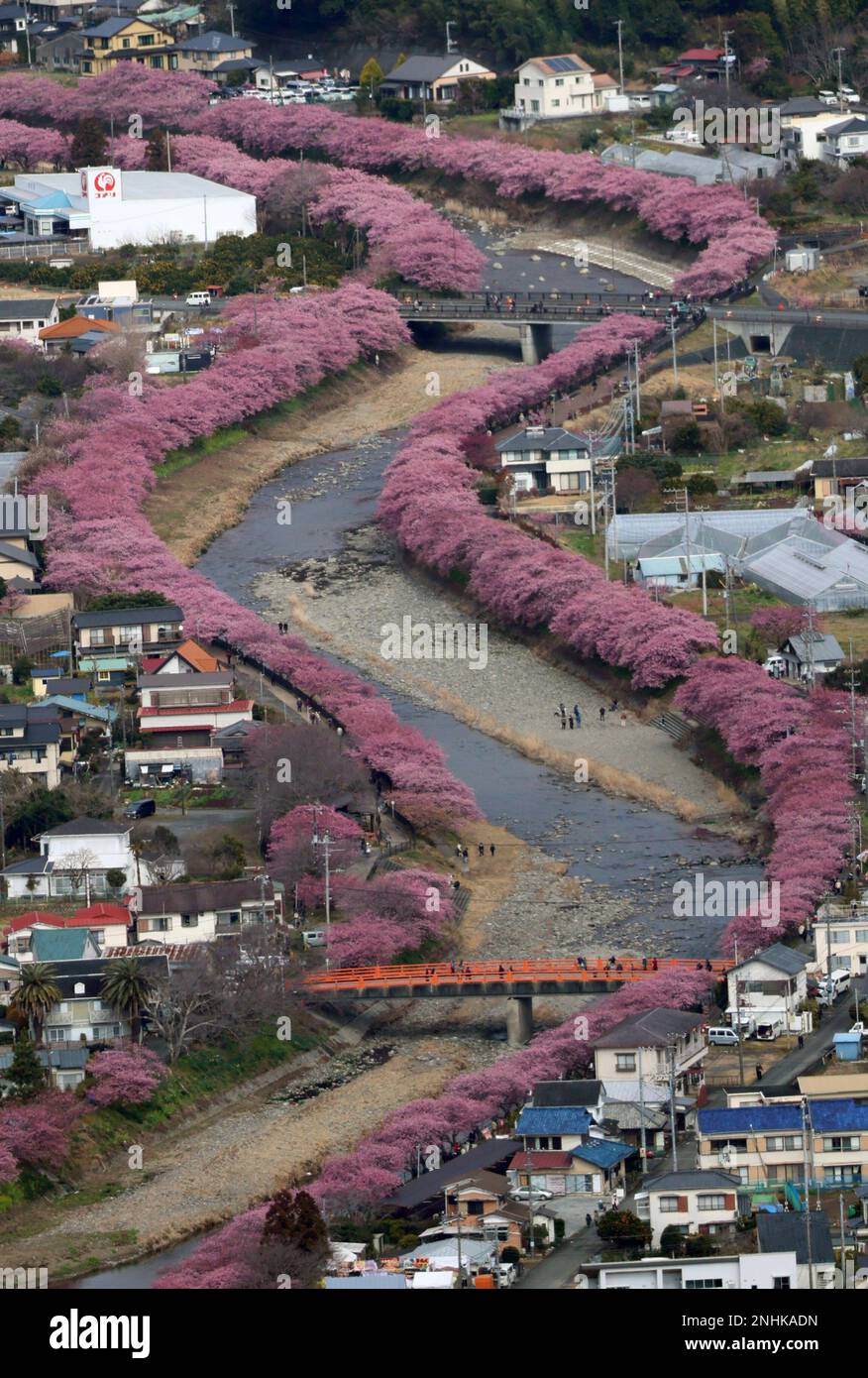 An aerial photo shows Kawazu-zakura cherry blossoms in full bloom along ...