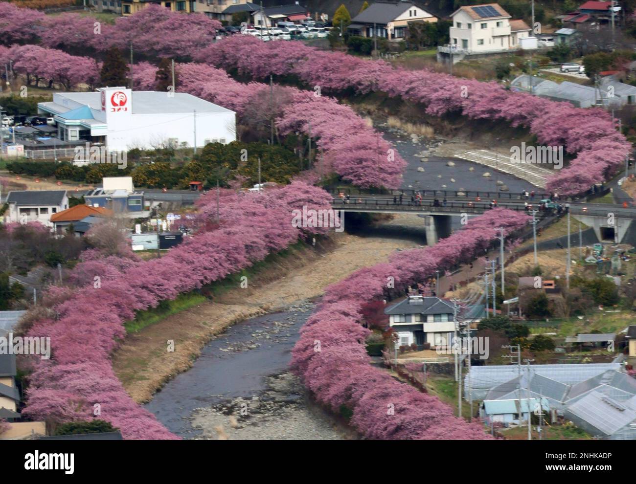 An aerial photo shows Kawazu-zakura cherry blossoms in full bloom along ...