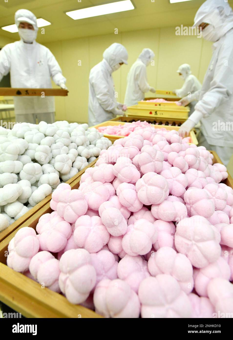 Workers are producing Japanese wagashi, sweets 'Fuku ume" Kohaku (red ...