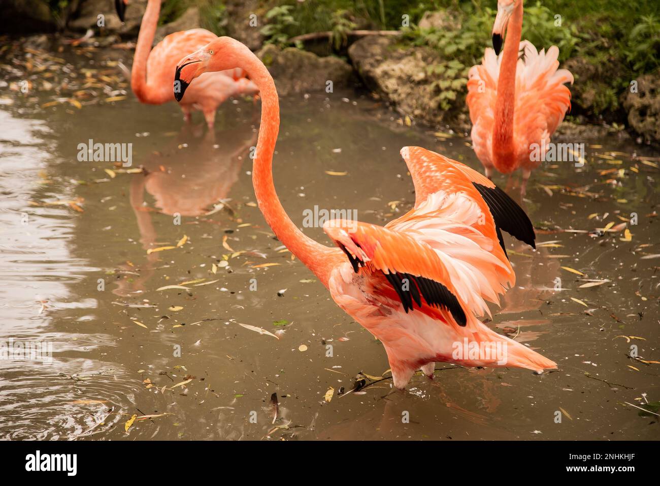 An American flamingo bird stretches its wings in an attempt to fly ...