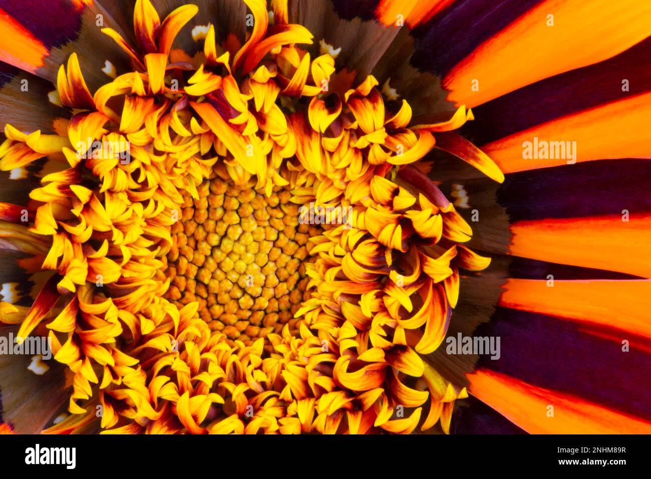 Macro close up of center and petals of African daisy bloom showing ...