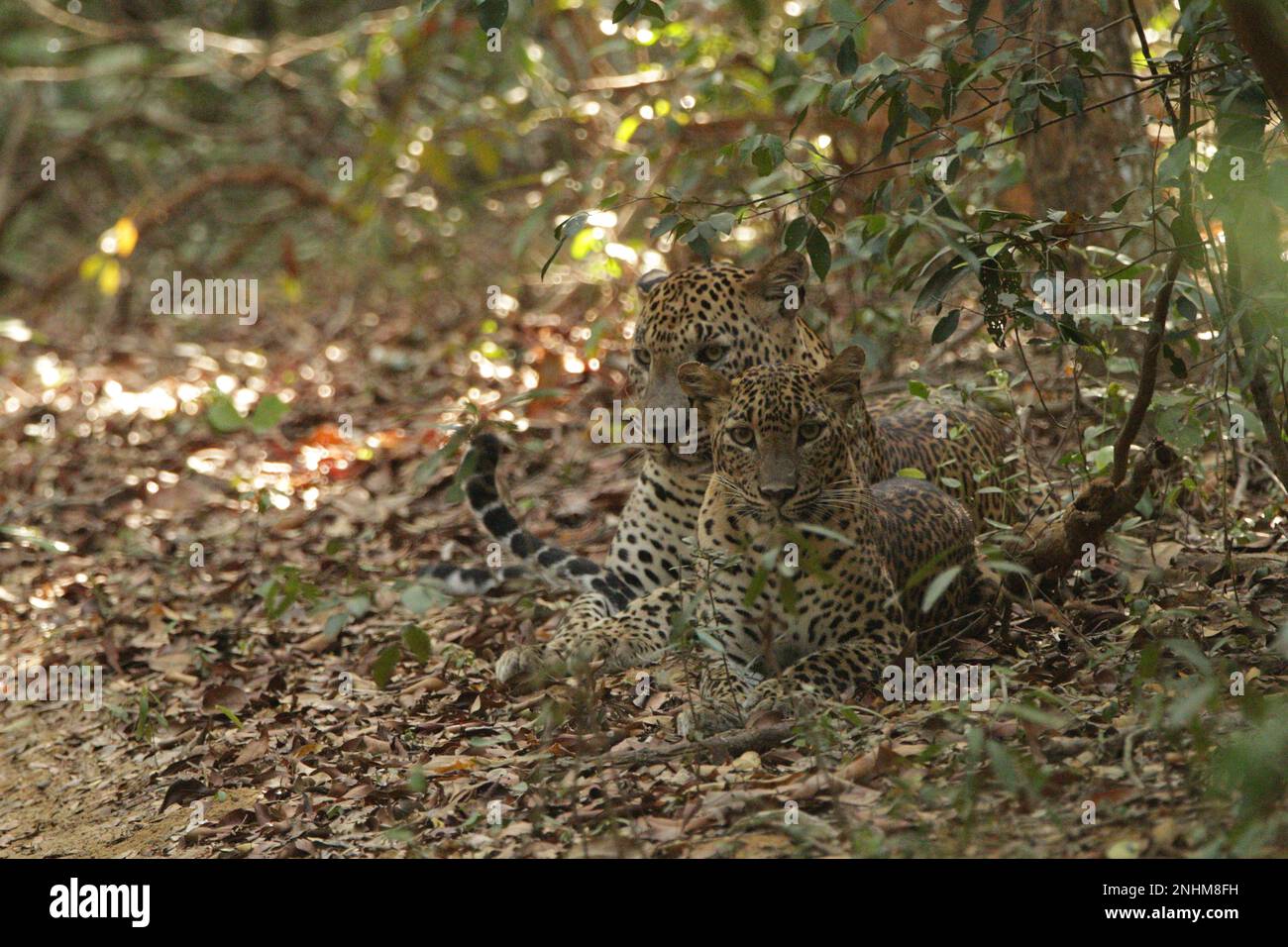 Sri Lankan leopards in the wild. Visit Sri Lanka Stock Photo - Alamy