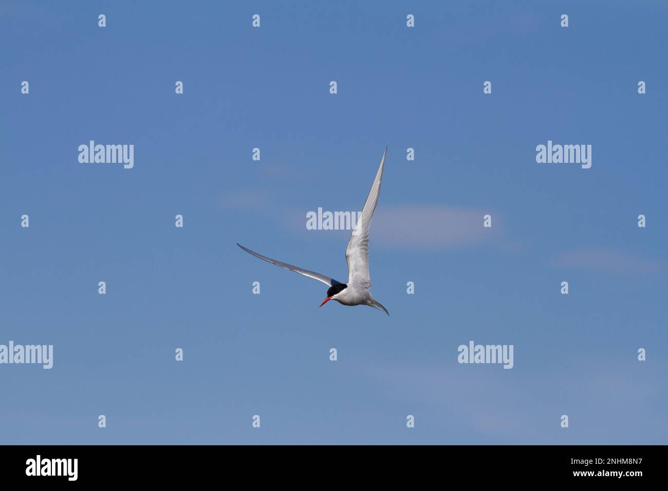 Arctic tern or Sterna Paradisaea, in flight with wings spread out and ...