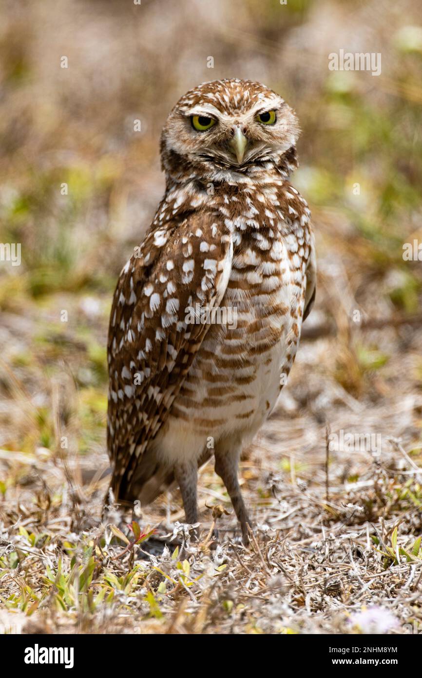 Adult burrowing owl stands alertly by nest burrow ground hole in Cape ...