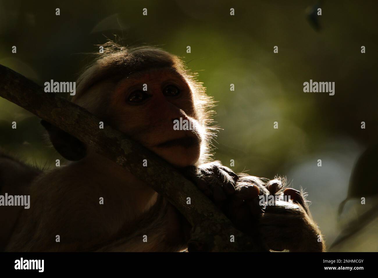 Monkeys and Grey Languor's in the forest. Sri Lanka Stock Photo - Alamy