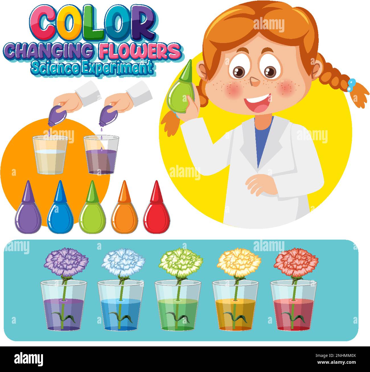 Color changing flowers science experiment illustration Stock Vector ...