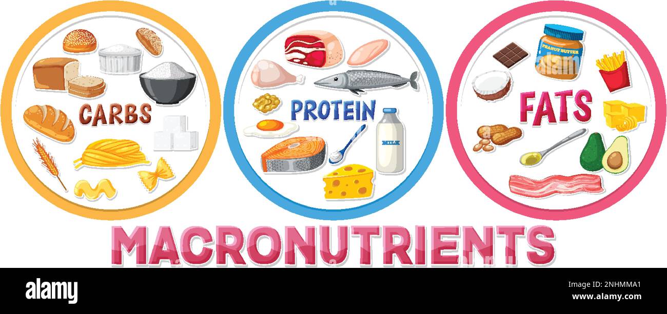 Macronutrients diagram with food ingredients illustration Stock Vector ...