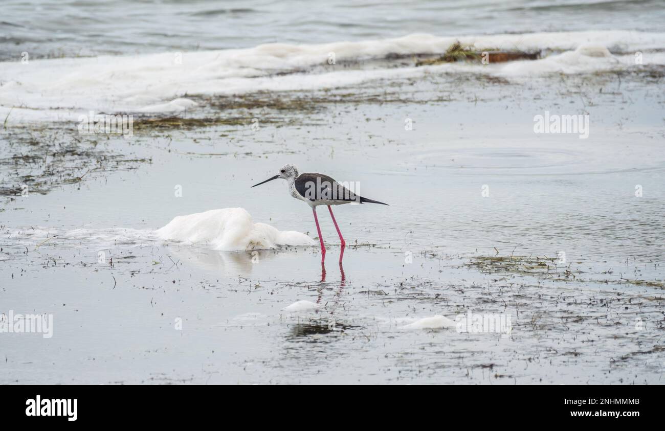 Cute water bird. Black winged Stilt. Colorful nature habitat background ...