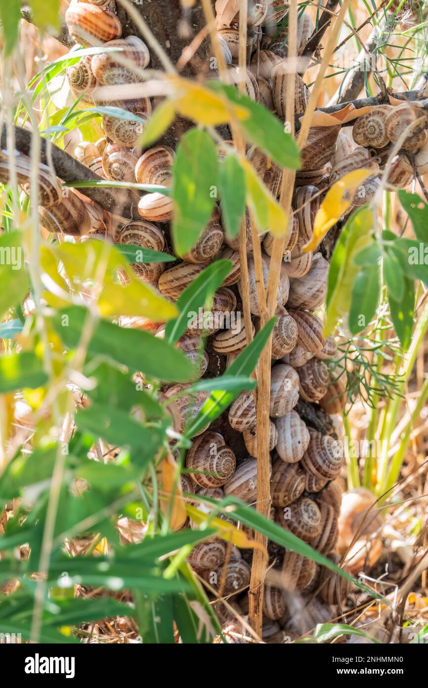 Snail shells on branch hi-res stock photography and images - Alamy