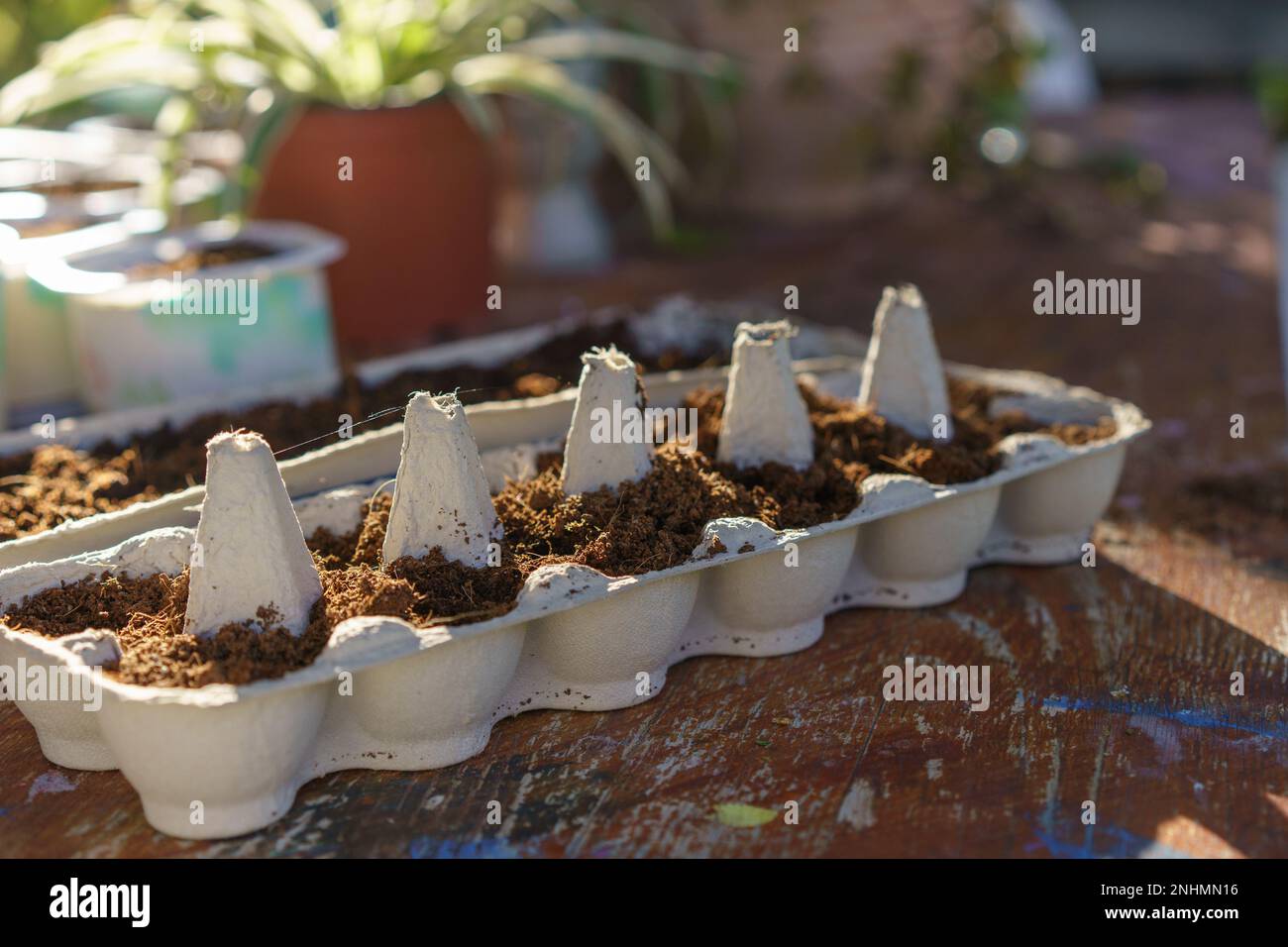 Sustainable Egg Carton Seedling Container Recycled And Reused To Be ...