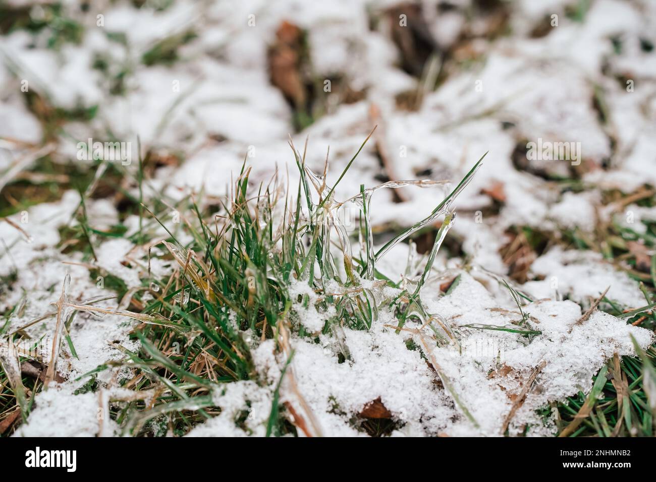 grass growing on snowy ground Stock Photo - Alamy
