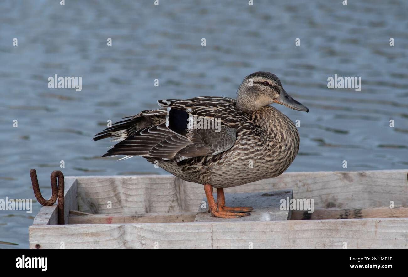 Mallard duck sitting down hi-res stock photography and images - Alamy