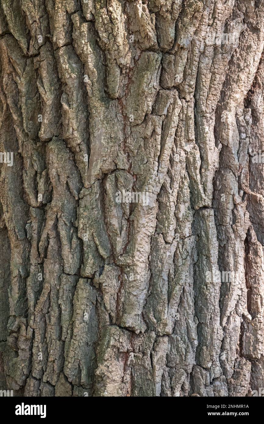 Texture of the bark of old maple tree. Cracked bark, embossed texture ...