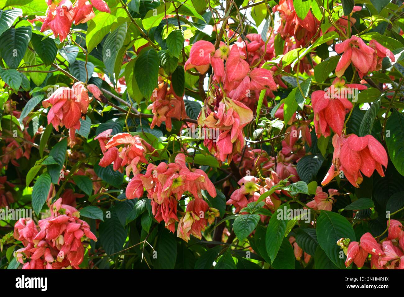 Mussaenda or Nusa Indah pink flowers that bloom beautifully for garden ...