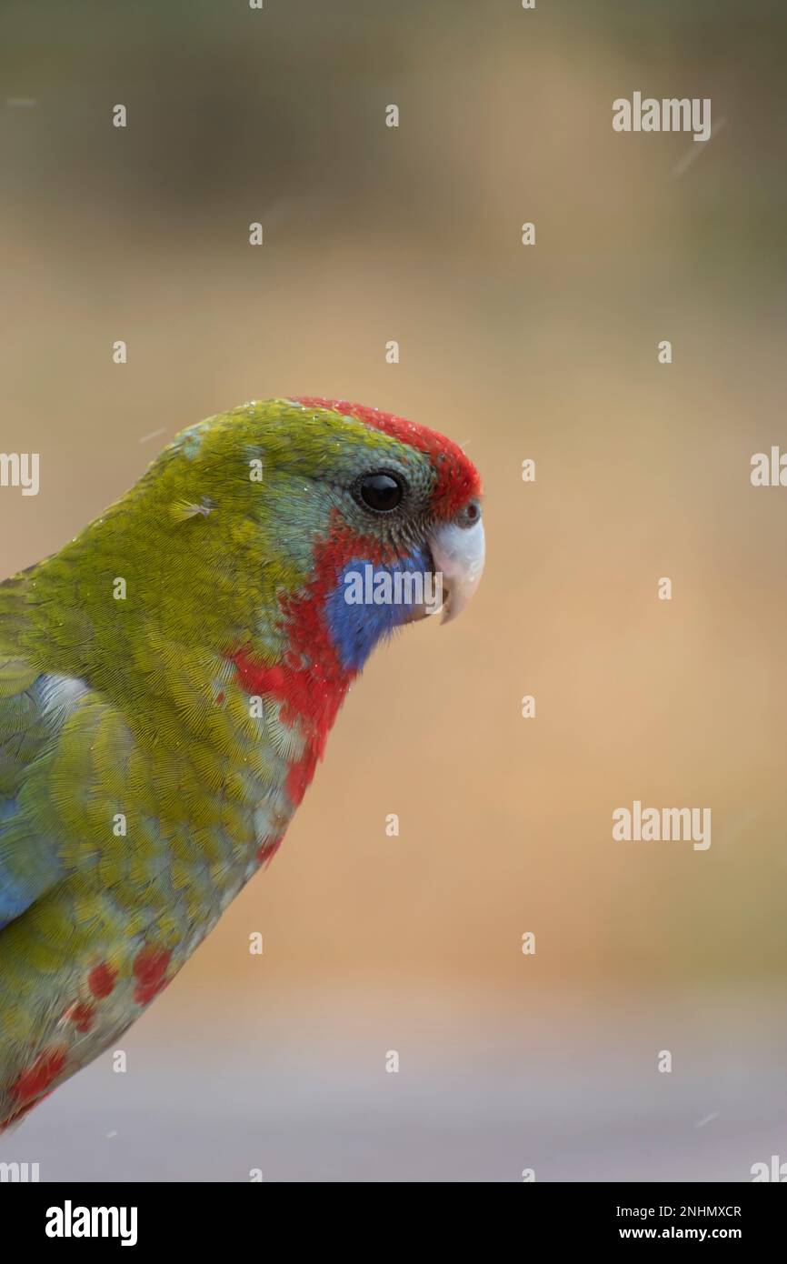 Yellow rosella hi-res stock photography and images - Alamy