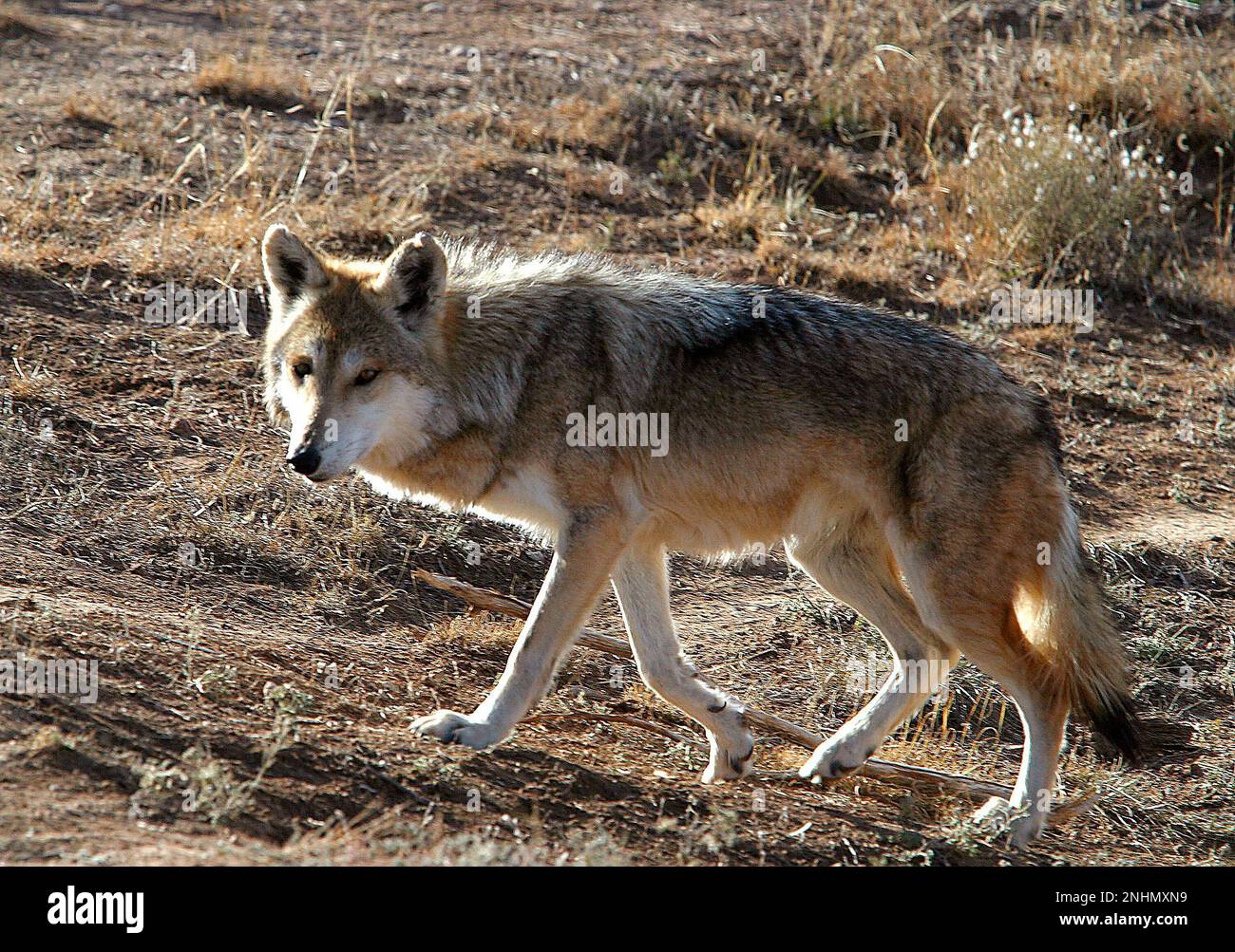 FILE - A 7-year-old Mexican grey wolf walks in an enclosure at Wildlife ...