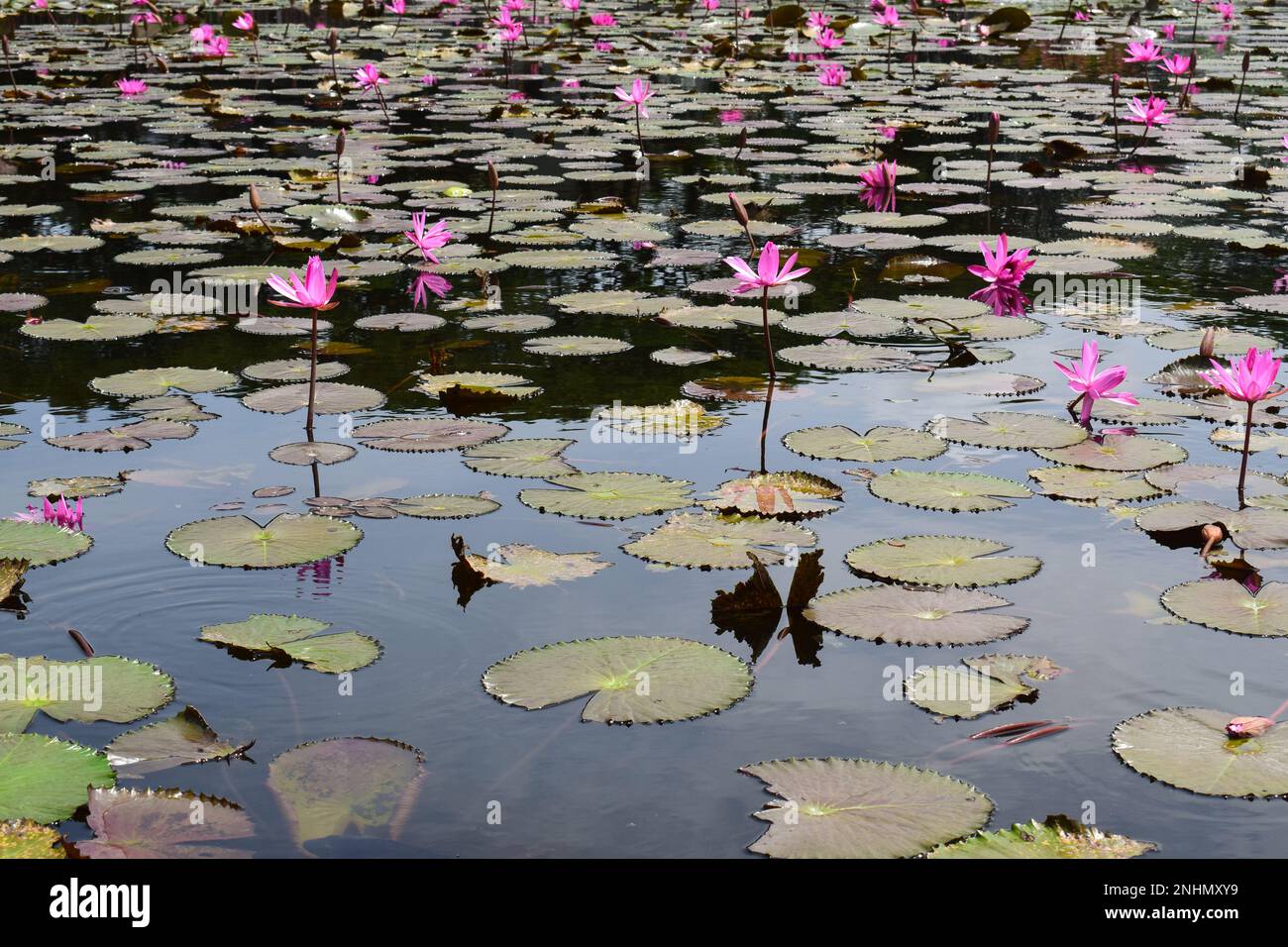 Summer pond lotuses natural leaf hi-res stock photography and images ...