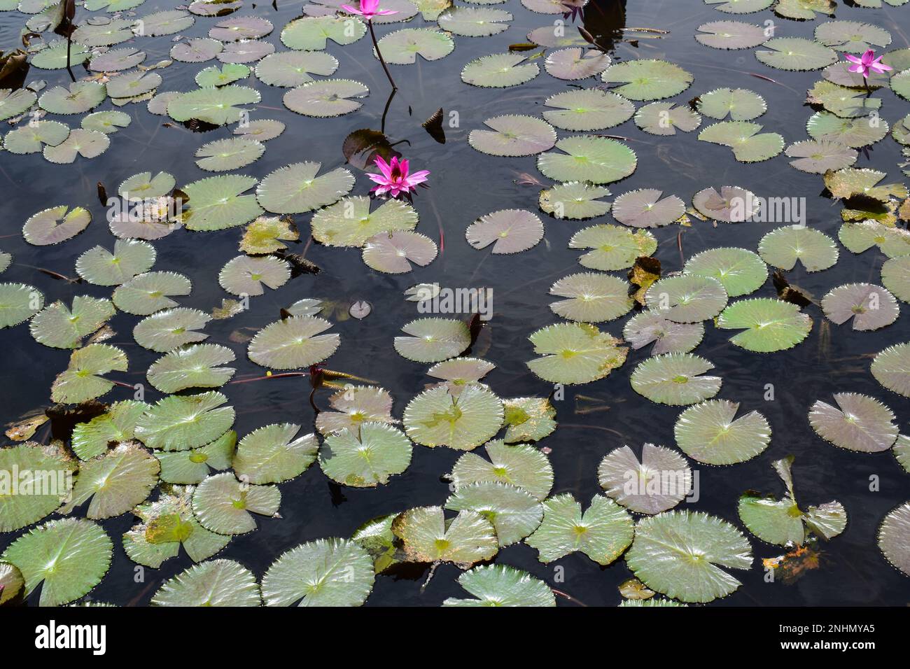 Summer pond lotuses natural leaf hi-res stock photography and images ...