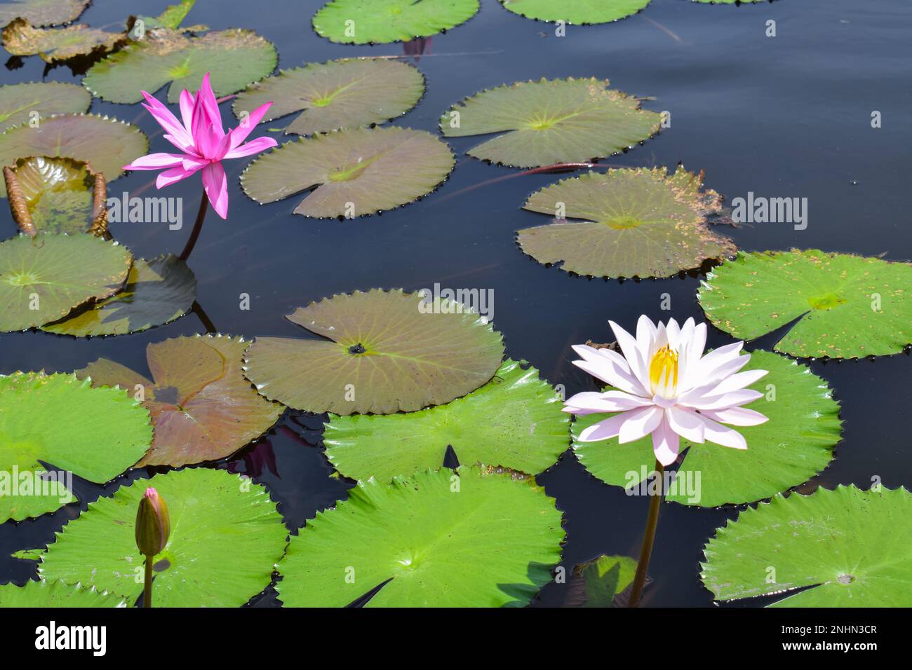 A beautiful pink and white waterlily or lotus flower in pond. Many ...