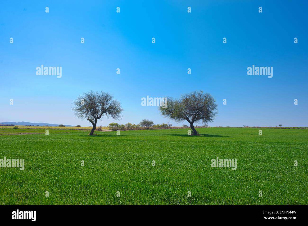 green landscape of a hill of green grass with trees in the middle, a ...